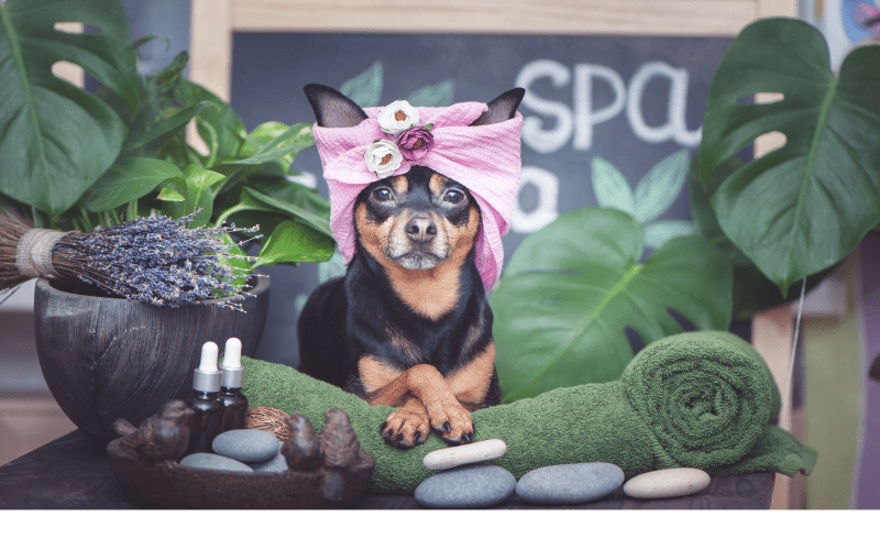 Spa Day Success - Discover Healing